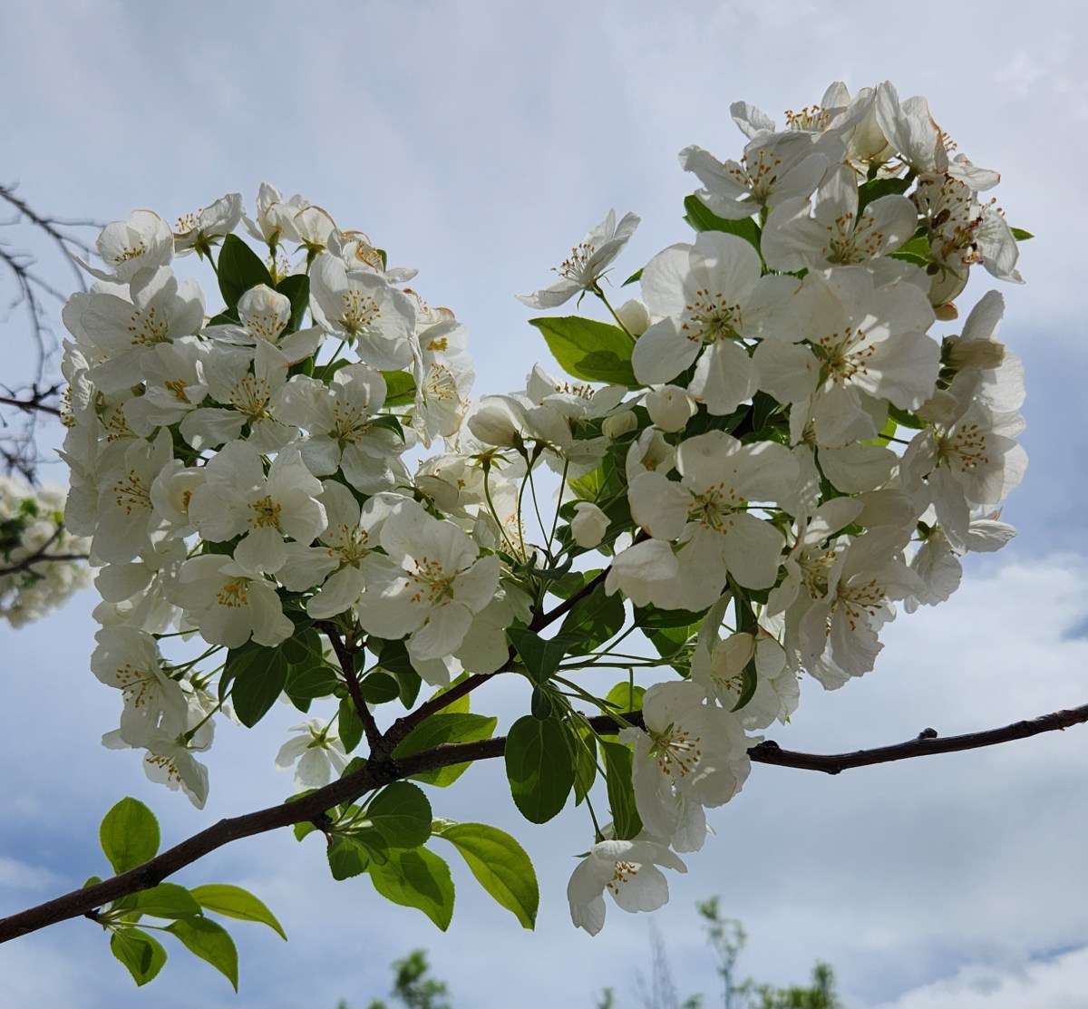 Margarine and Butter – Bringing Mae Flowers